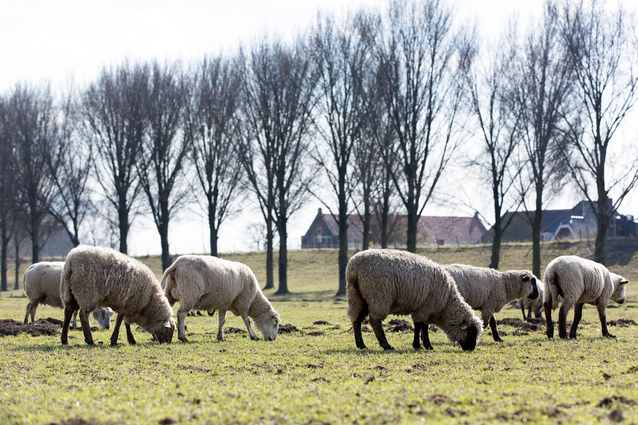 'Het lijden van een dier gaat door merg en been' - Taboer.nl